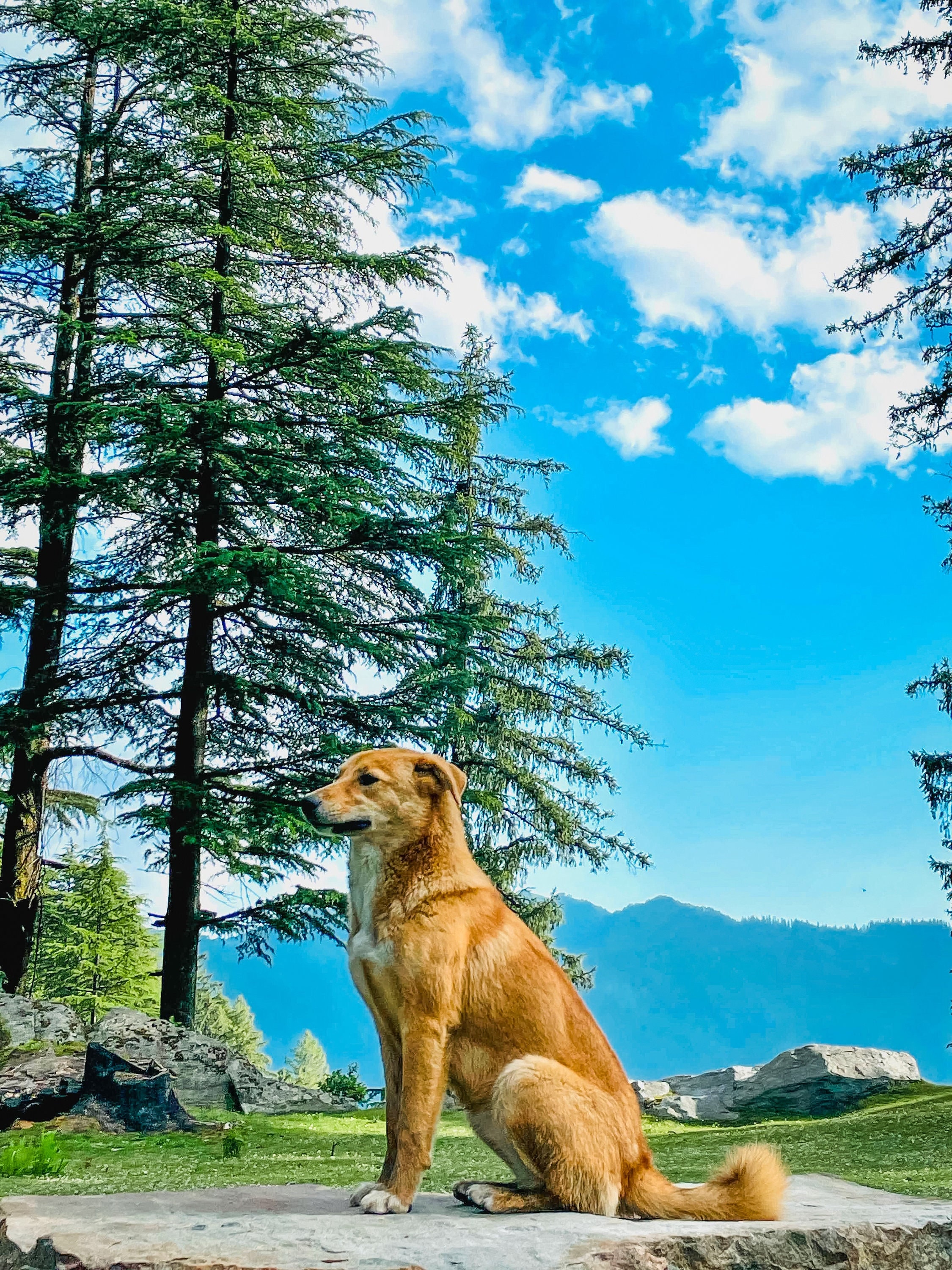 Landscape Digital Photograph of a Dog With Nature View, Digital Photo ...