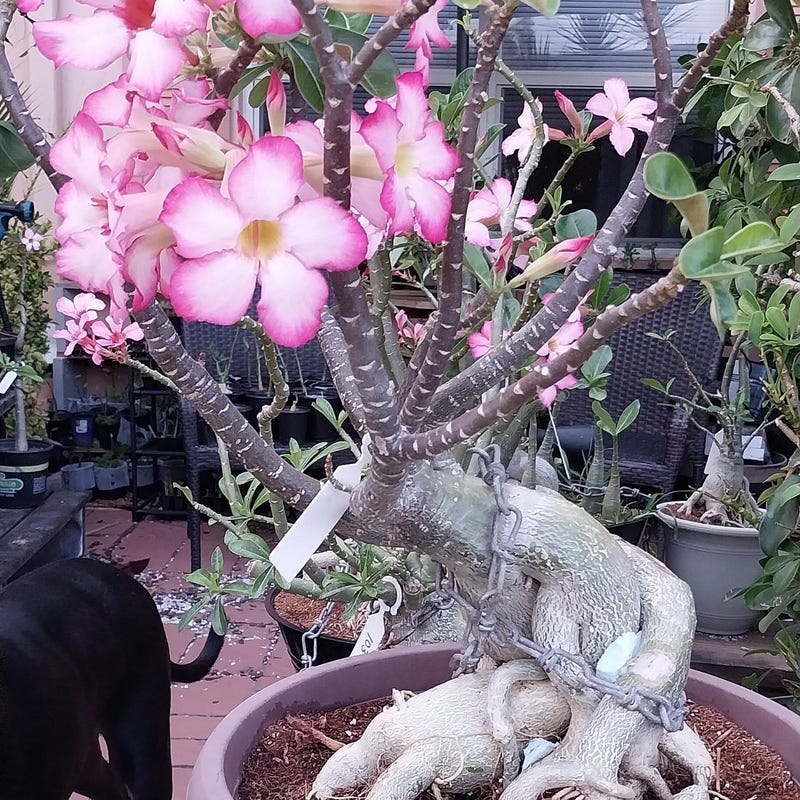 Desert Rose Live Plant - Etsy