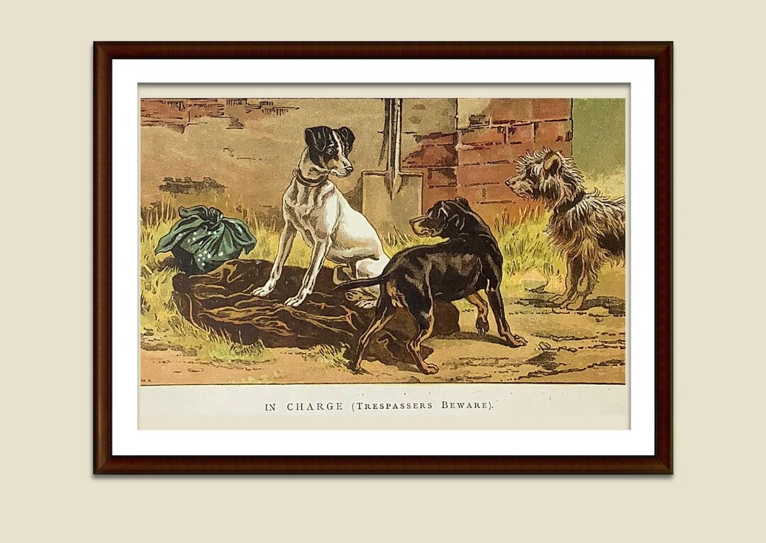 1886 DOGS Original Newspaper Lithograph stephen Dadd - Etsy