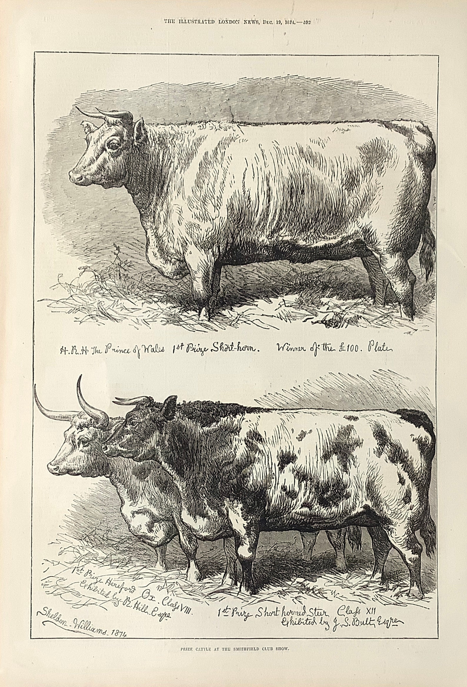 1874 CATTLE at Smithfield's Original Illustrated London News - Etsy