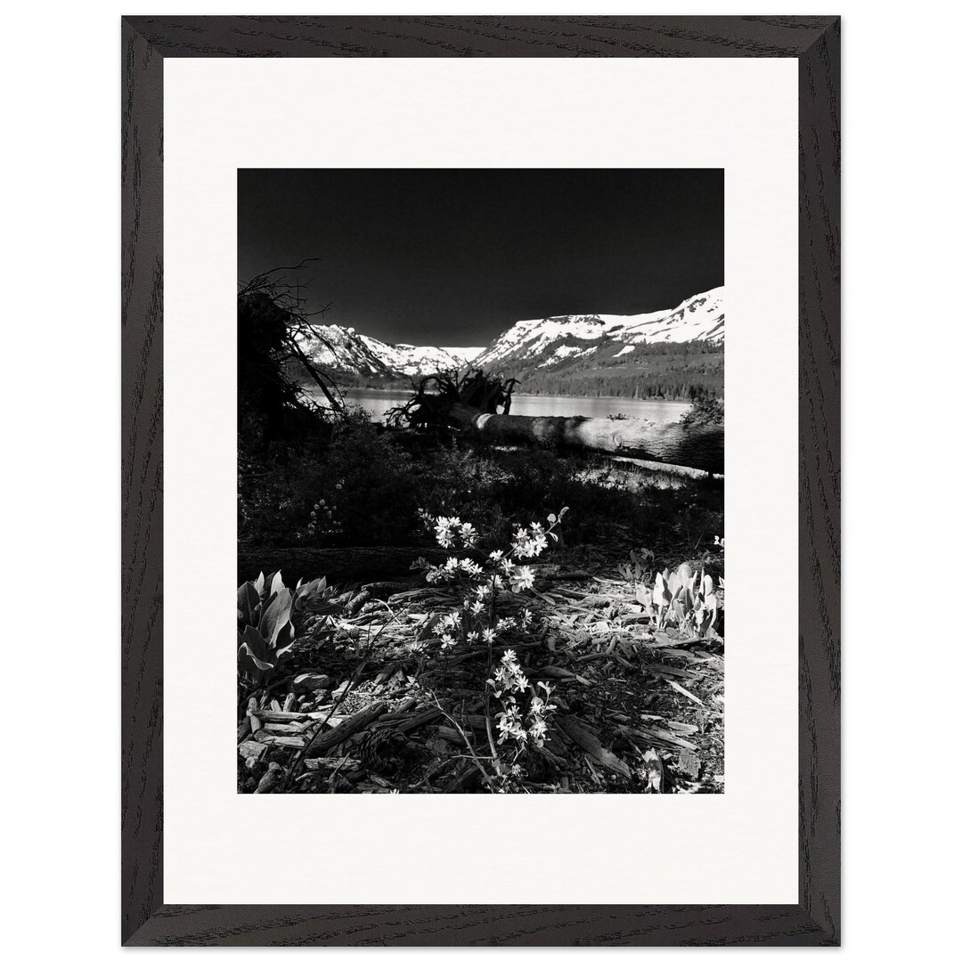 Lake Tahoe Blossoms Mounted Frame Poster by Eleanor Dailey - Etsy