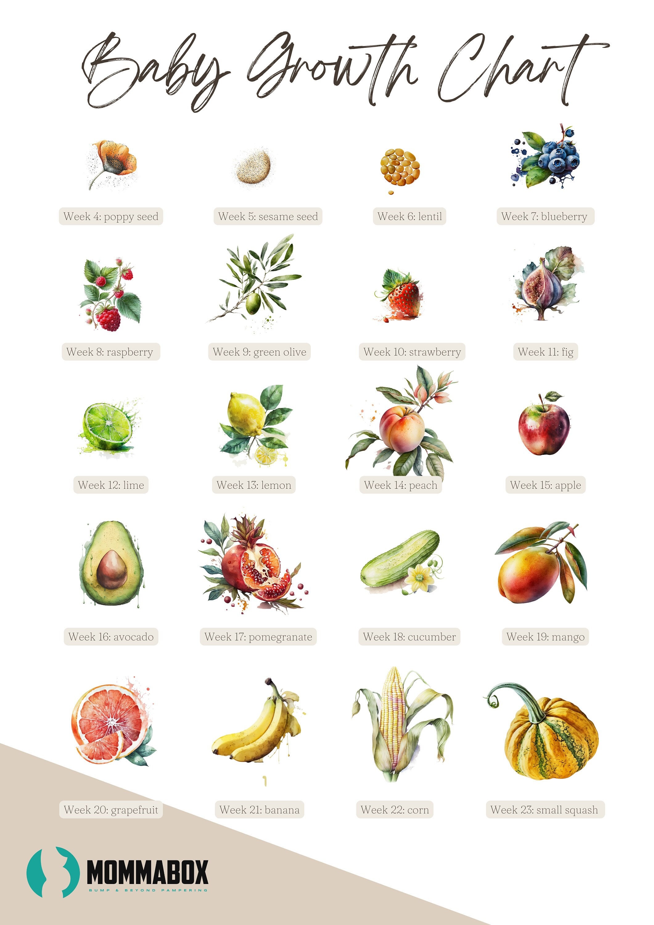 Fetal Growth Chart Fruit