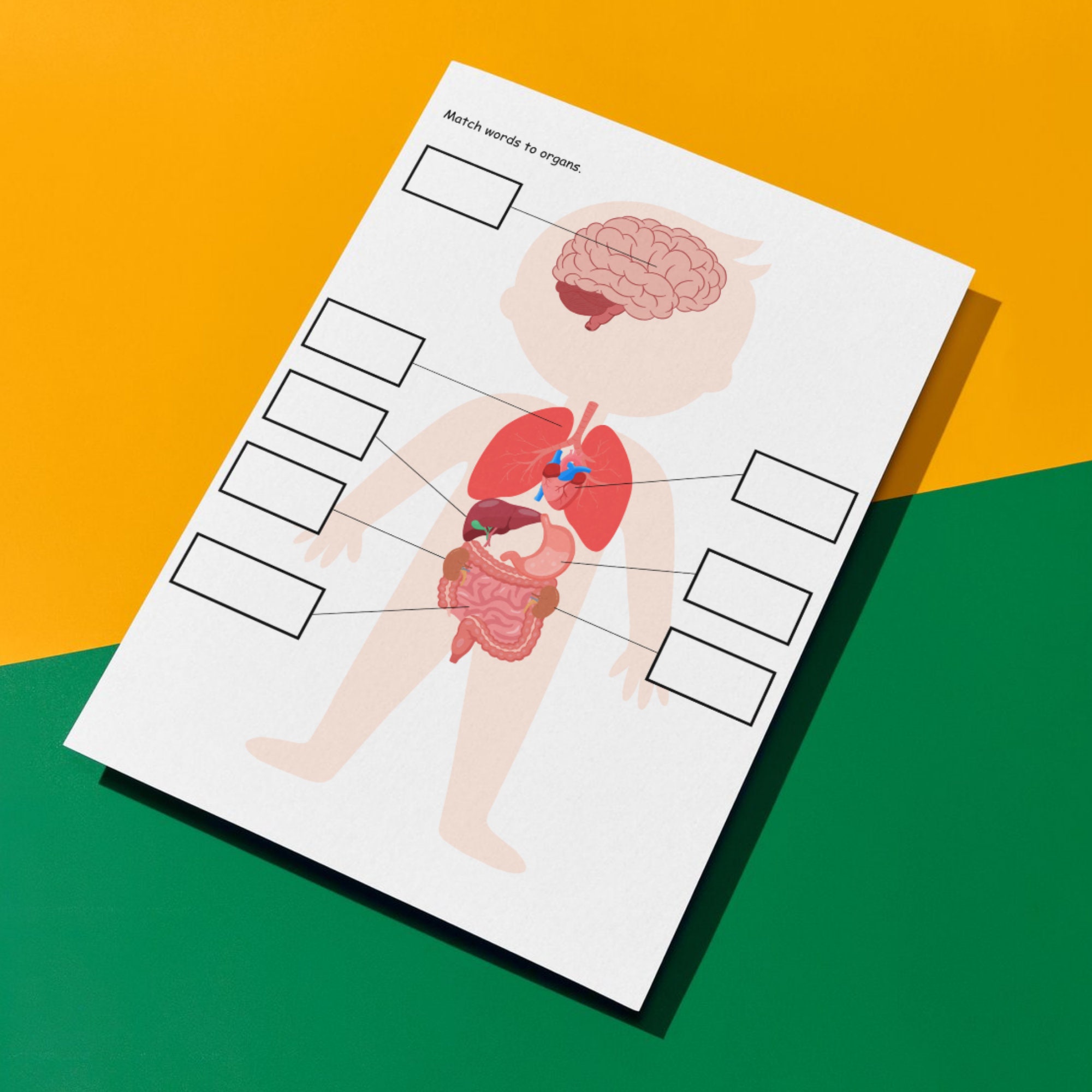 My Body Science Worksheets: Preschool Anatomy Activity (digital ...