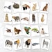 JUNGLE ANIMALS, Printable Jungle Animals,jungle Nursery Flash Cards for ...