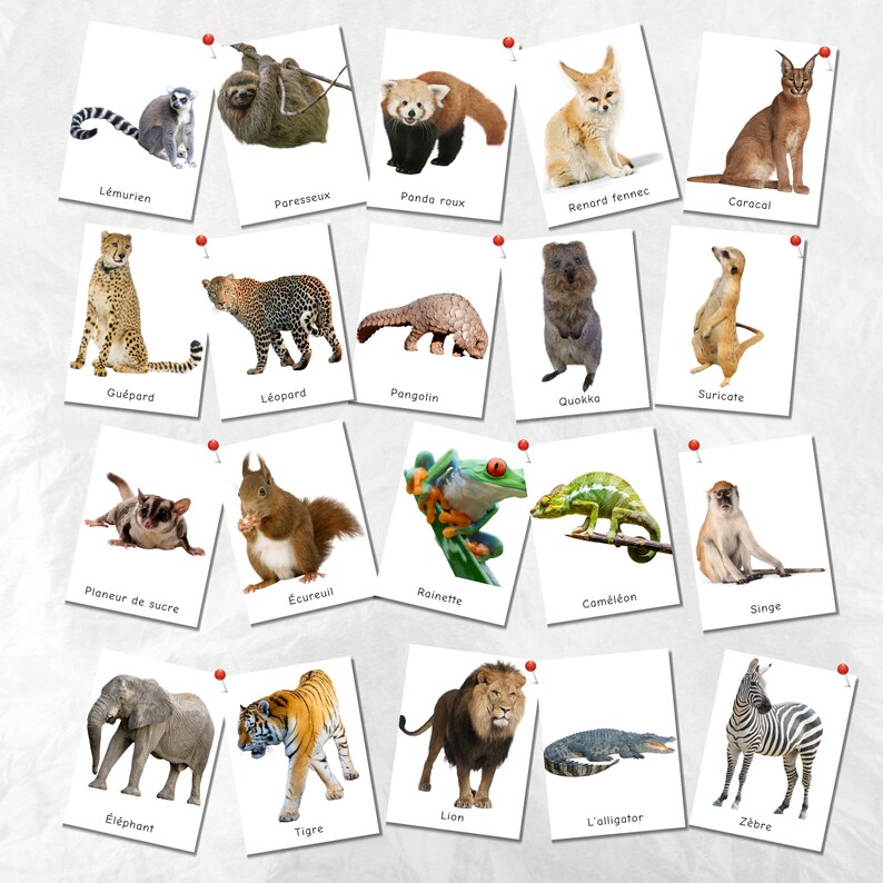 JUNGLE ANIMALS, Printable Jungle Animals,jungle Nursery Flash Cards for ...