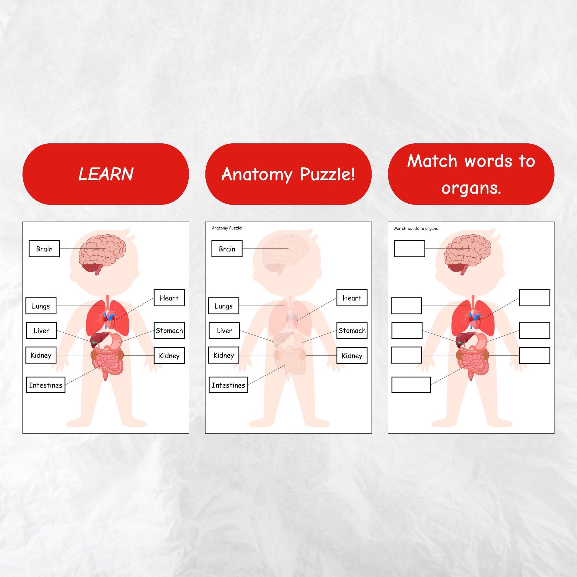 Human Body Worksheets for Kids, Kids Anatomy Learning Worksheets ...