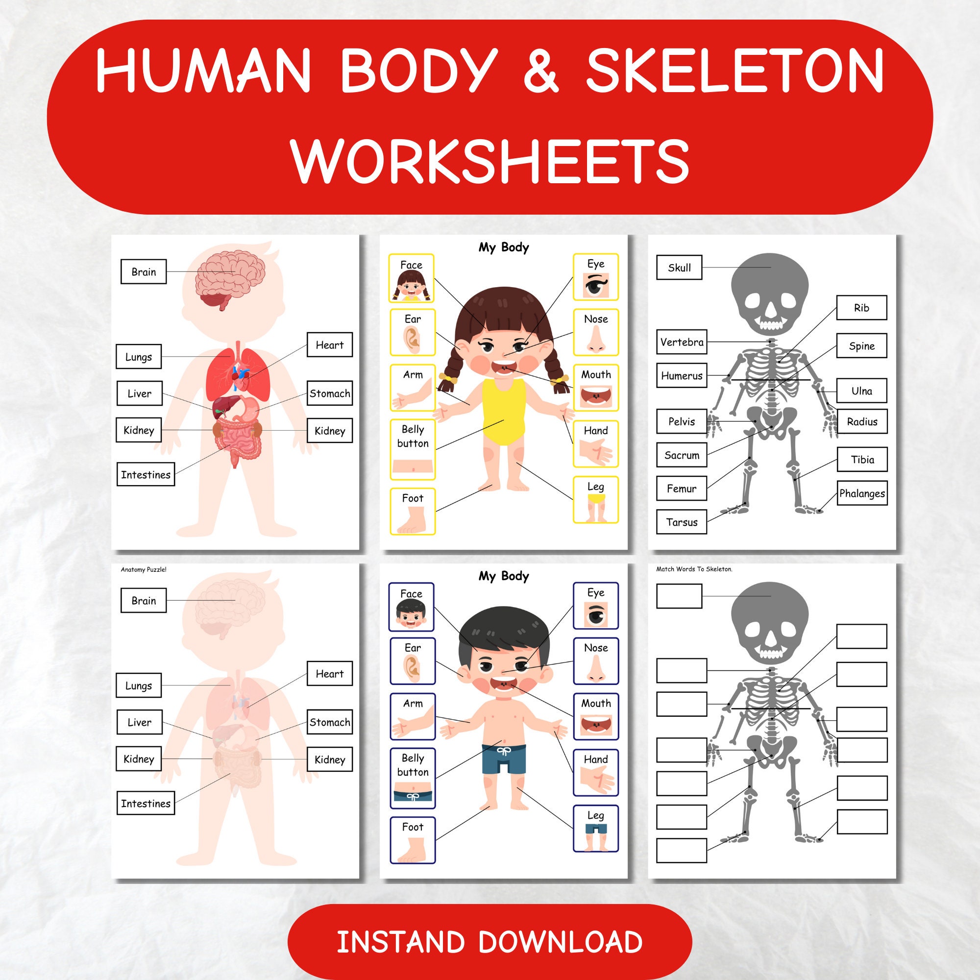 My Body Science Worksheets: Preschool Anatomy Activity (digital ...