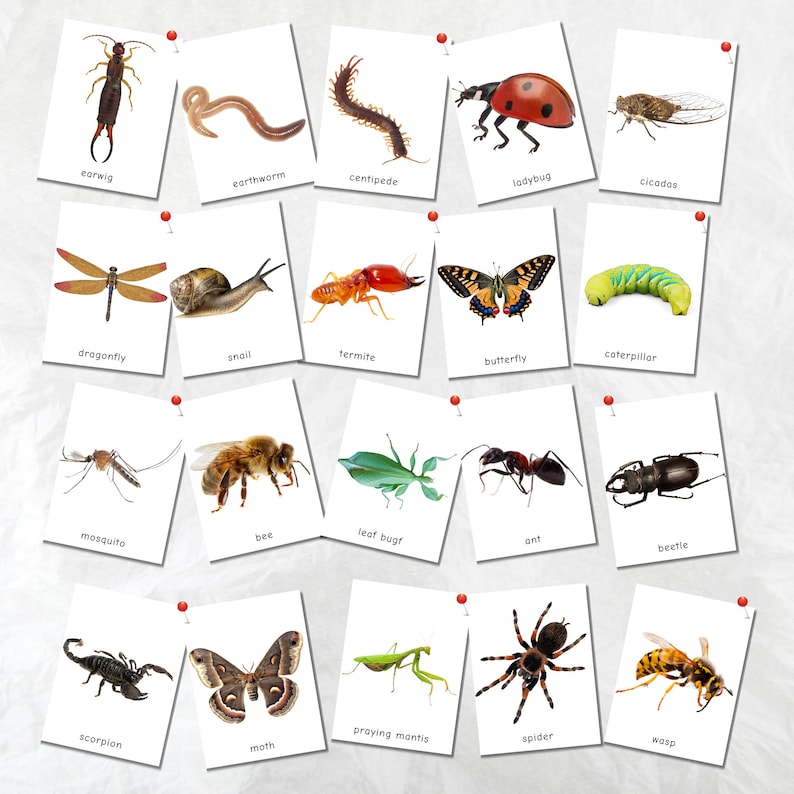 Printable Insect Flashcards for Kids – Montessori 3-part Bug Learning ...