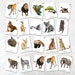 Jungle Animals Flashcards: Montessori 3-part Cards (fillable PDF) - Etsy