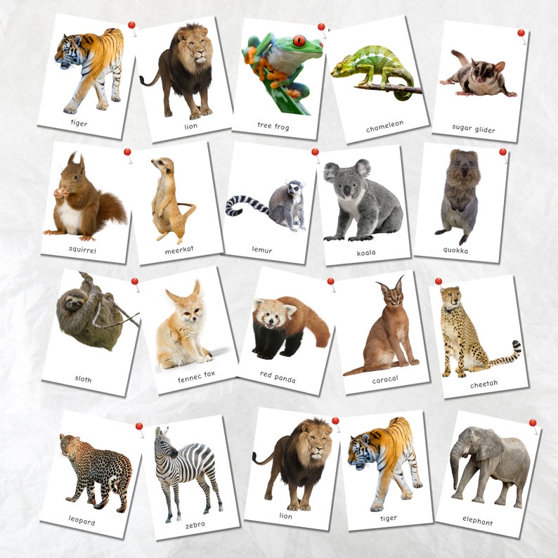 Jungle Animals Flashcards: Montessori 3-part Cards (fillable PDF) - Etsy
