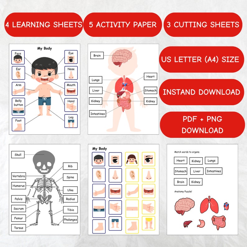 My Body Science Worksheets: Preschool Anatomy Activity (digital ...