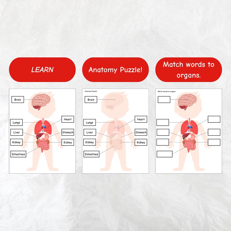 My Body Science Worksheets: Preschool Anatomy Activity (digital ...