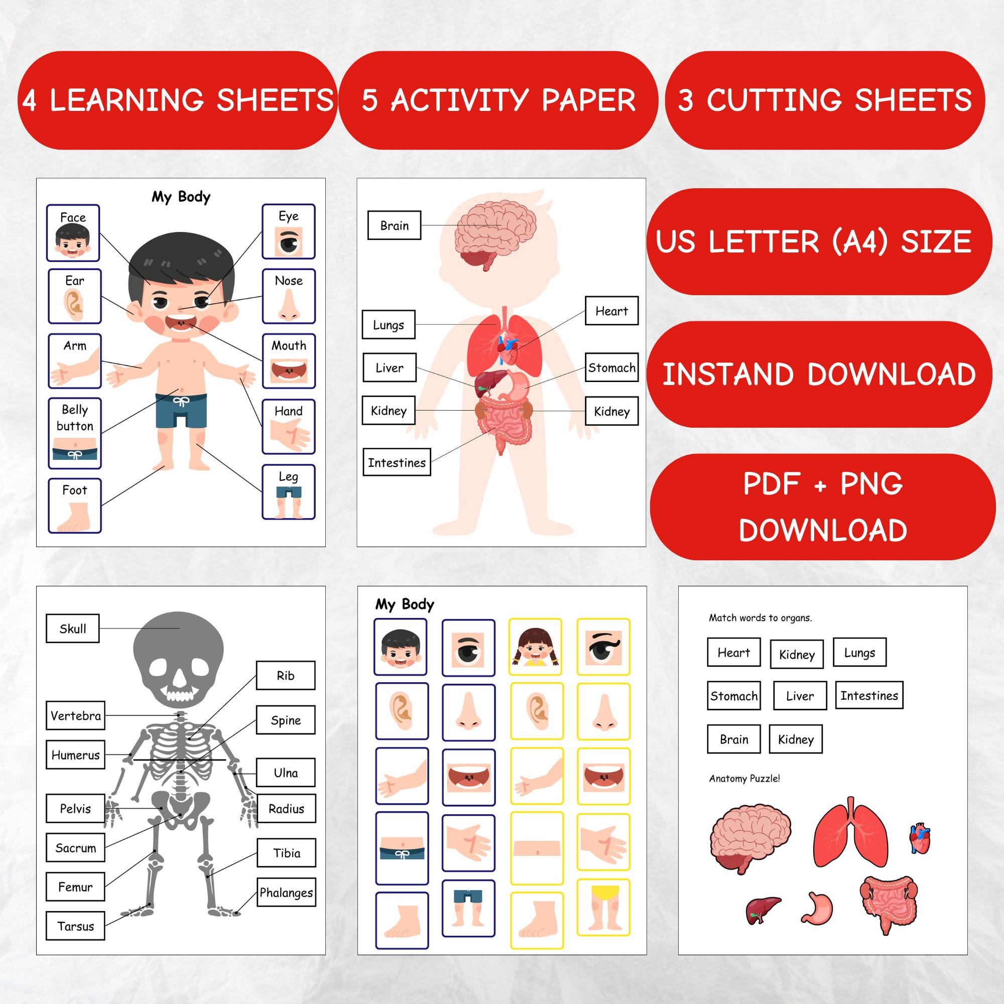Human Body Worksheets for Kids, Kids Anatomy Learning Worksheets ...