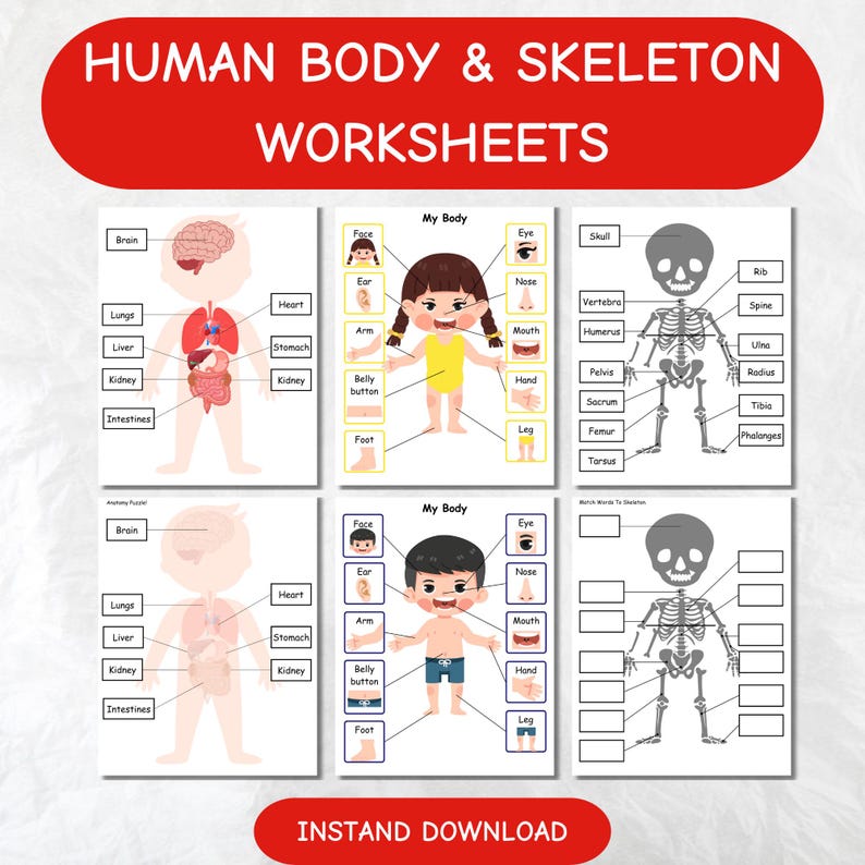 Human Body Worksheets for Kids, Kids Anatomy Learning Worksheets ...