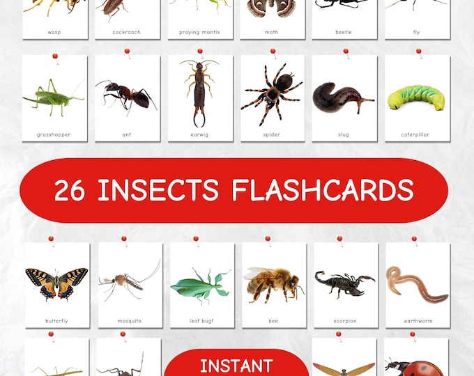 Insect Montessori Printable 3-part Cards. Preschool and Kindergarten ...