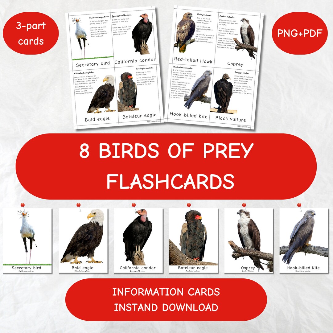 Bird of Prey Flashcards, Printable Flashcards, Birds of Prey Three-part ...
