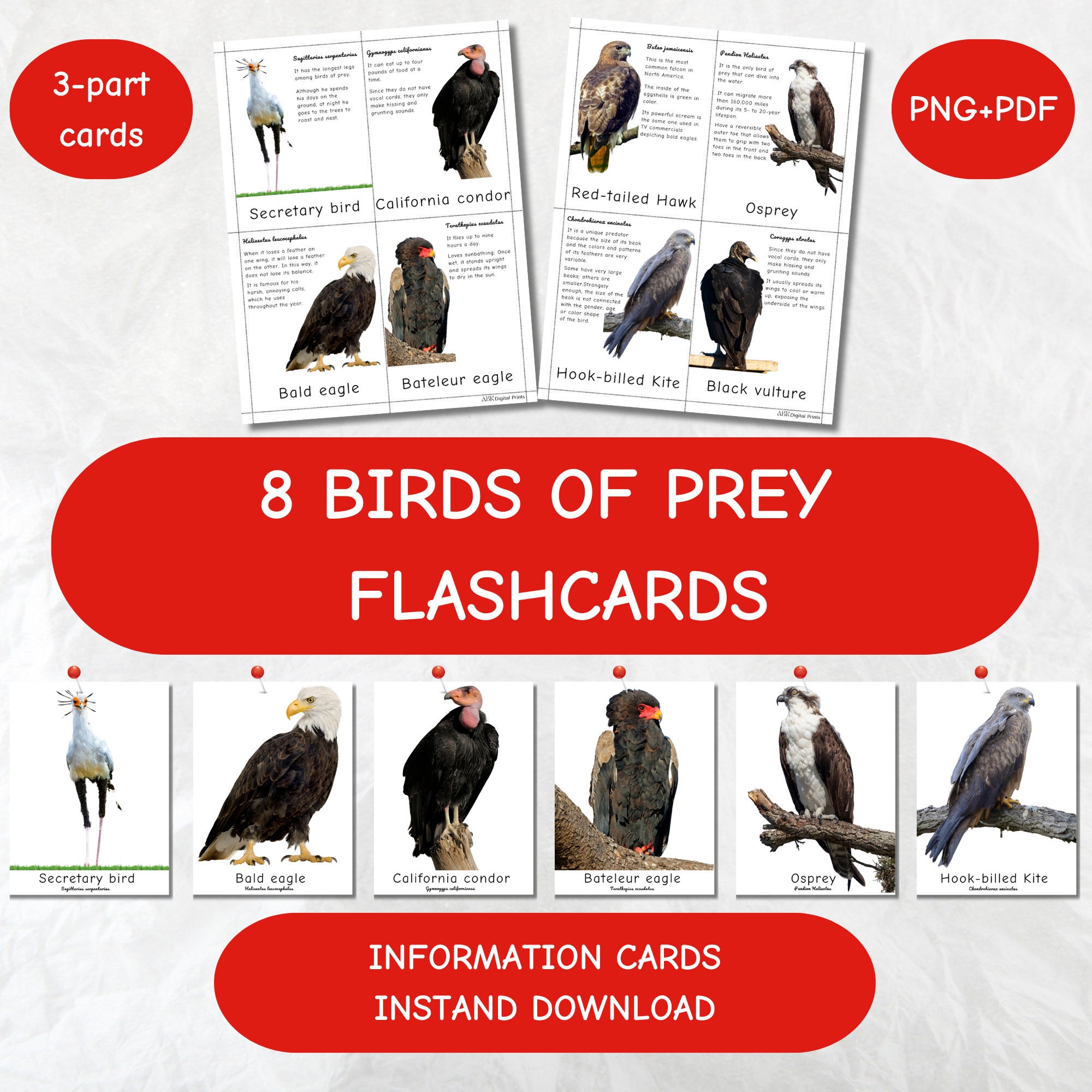 Bird of Prey Flashcards, Printable Flashcards, Birds of Prey Three-part ...
