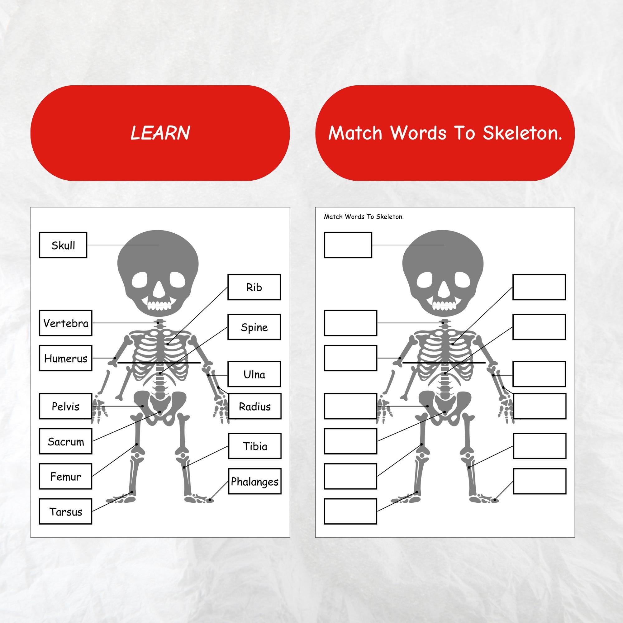 Human Body Worksheets for Kids, Kids Anatomy Learning Worksheets ...