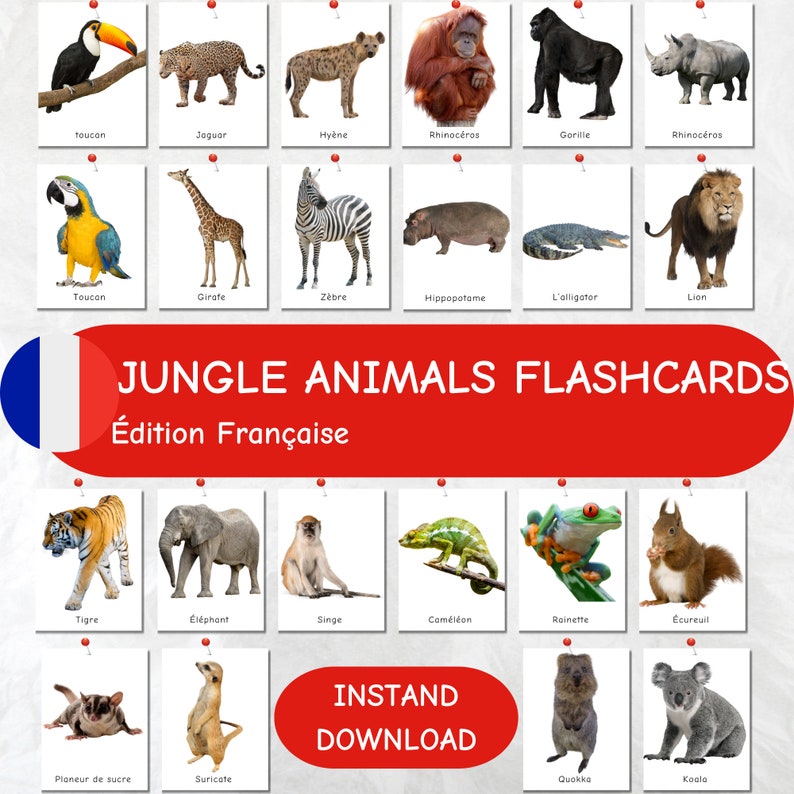 JUNGLE ANIMALS, Printable Jungle Animals,jungle Nursery Flash Cards for ...