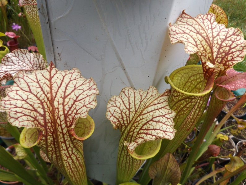 Sarracenia Giant Moorei elizabeth Ayden Live Carnivorous Plant - Etsy