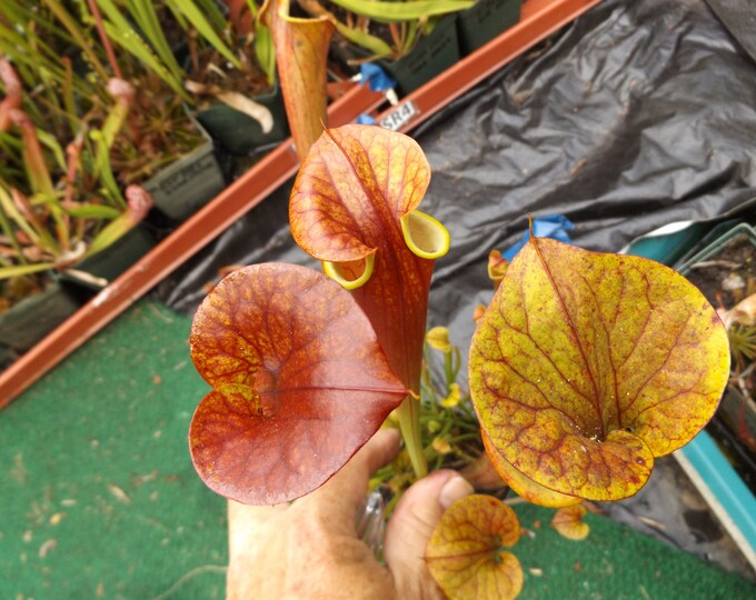 Sarracenia Flava Atropurpurea All Red, Blackwater MK F27C Carnivorous ...