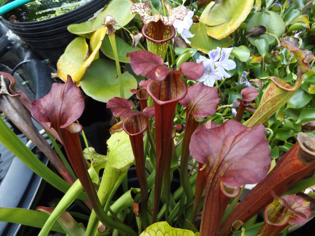 Sarracenia Blood Moon X Flava Red Form Carnivorous Plant - Etsy