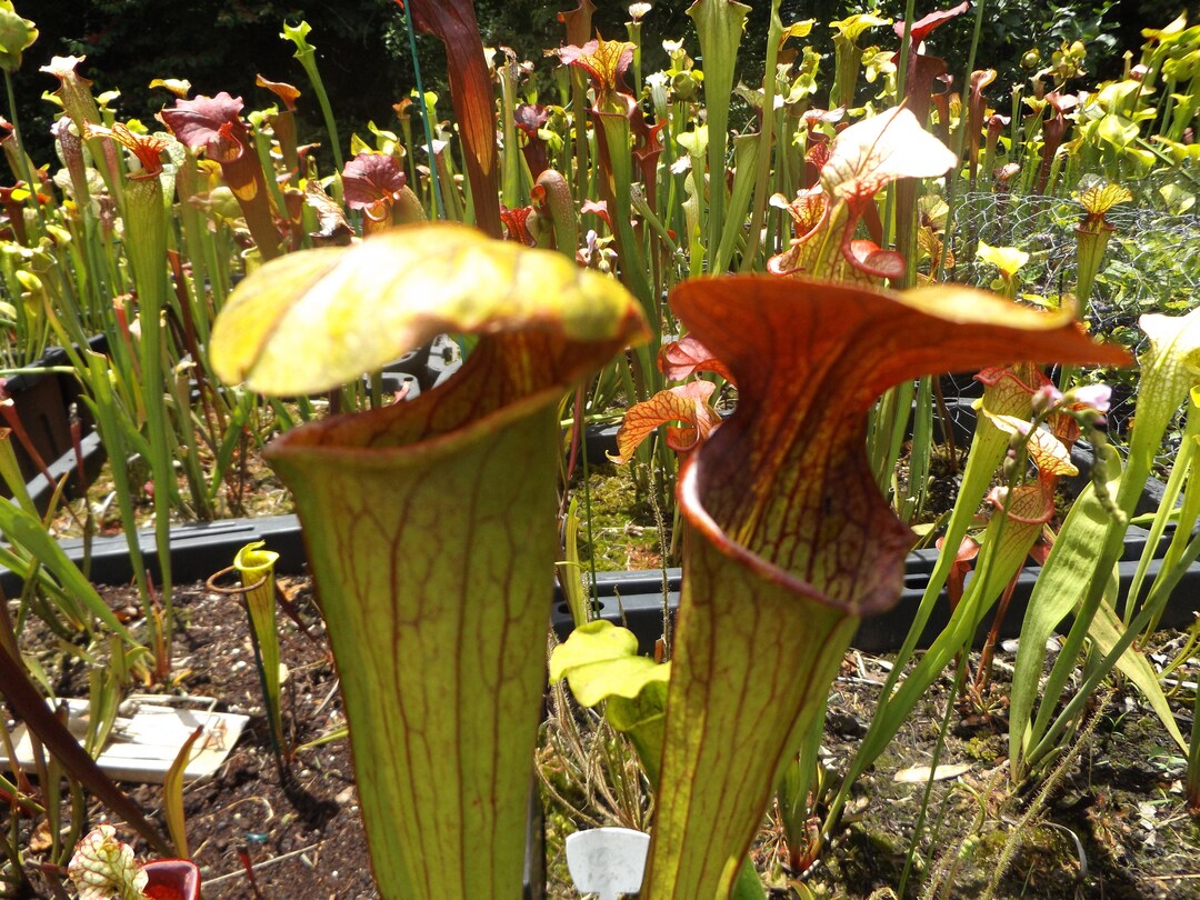 Sarracenia Juthatip Soper X Areolata Giant Carnivorous Plant - Etsy