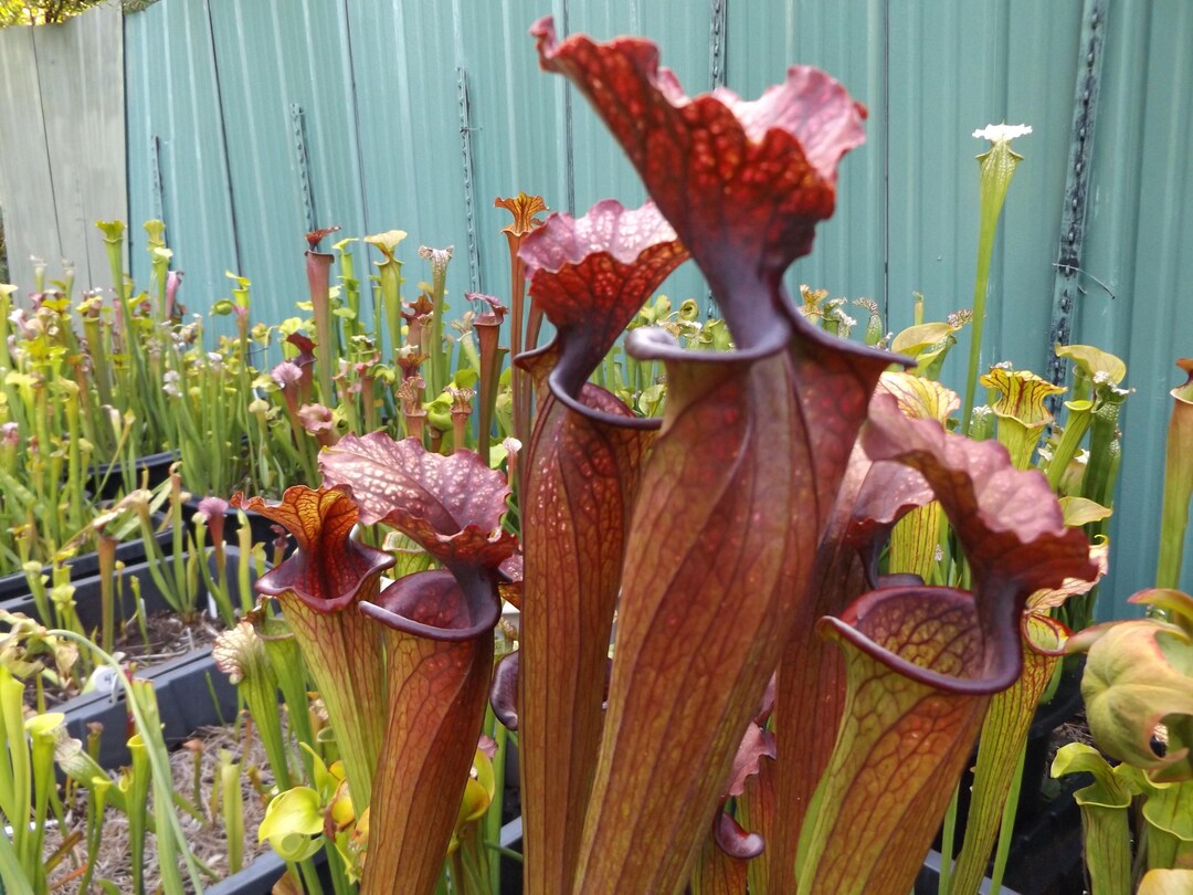 Sarracenia Registered Cultivar "saurus" Live Carnivorous Plant - Etsy