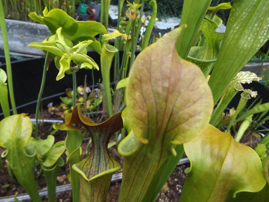 Sarracenia Alata Red X Flava Veined Live Carnivorous Plant - Etsy