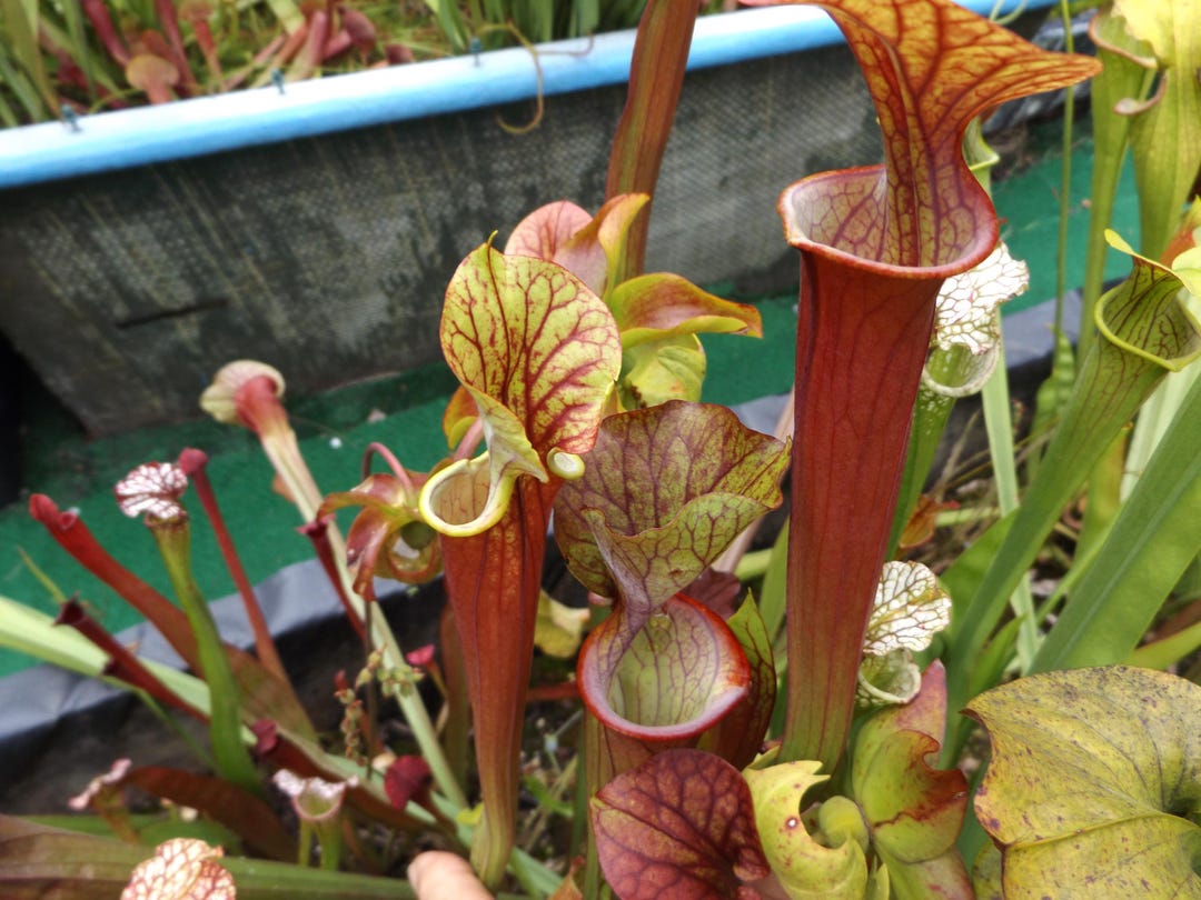 Sarracenia Blood Moon X Alucard Prince of Darkness Live Carnivorous ...