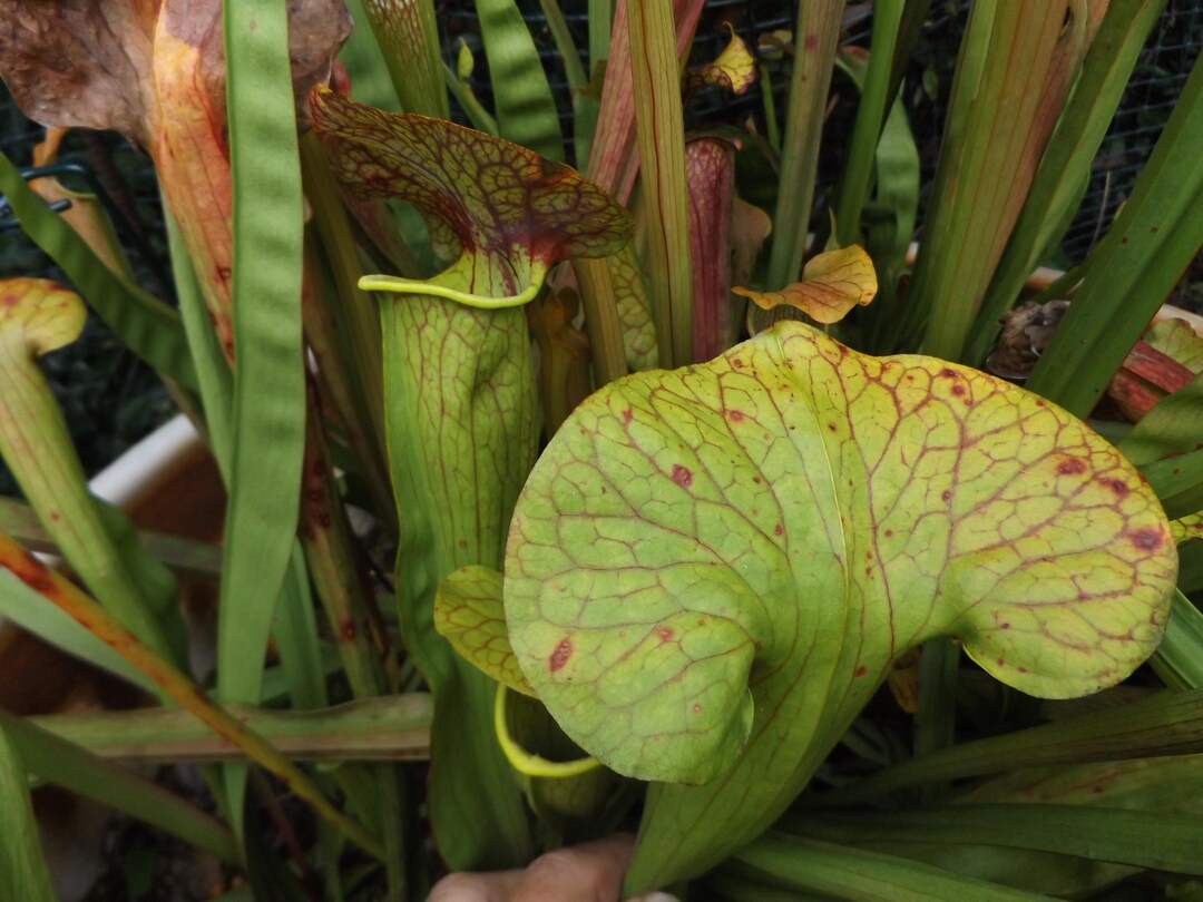 Sarracenia Manny Herrara X Flava Rubricorpora, SC Carnivorous Plant - Etsy
