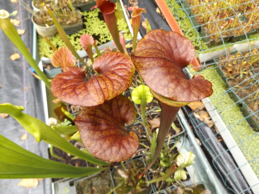 Sarracenia Flava Red Intravarietal Cuprea/atropurpurea Live Carnivorous ...