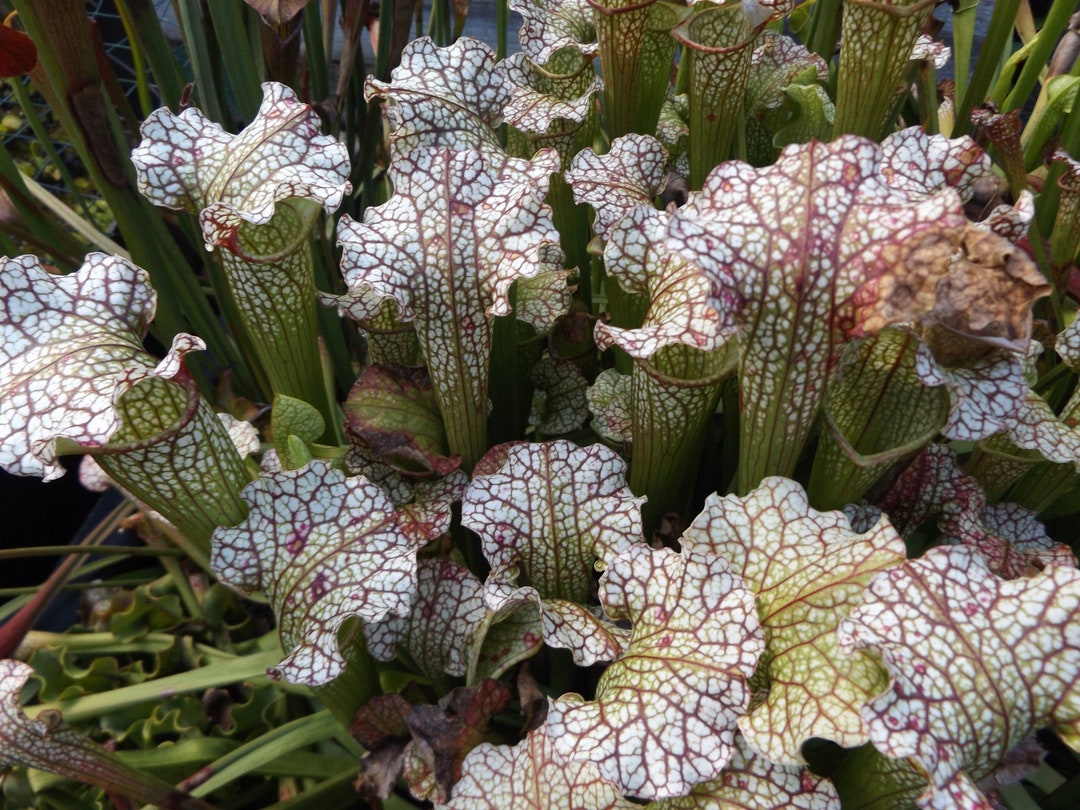 Sarracenia daniel Rudd Live Carnivorous Plant - Etsy