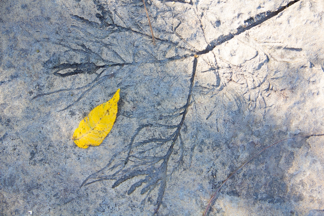 Concrete Fossils, Leaf in Nature, Nature Digital Prints, Gallery Wall ...