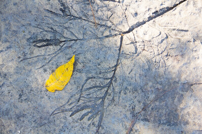 Concrete Fossils, Leaf in Nature, Nature Digital Prints, Gallery Wall ...