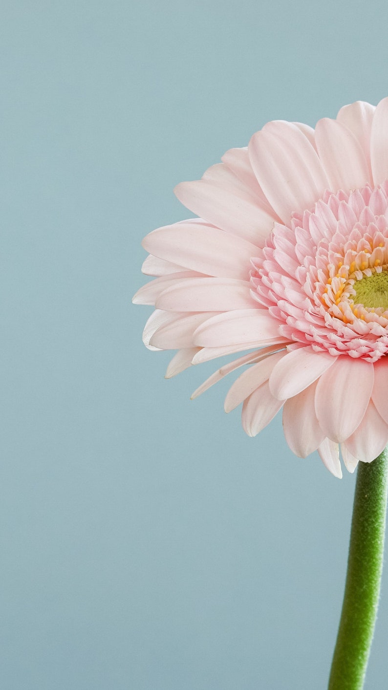 5 Floral Phone Wallpapers/home & Lock Screens Custom Sized Instant ...