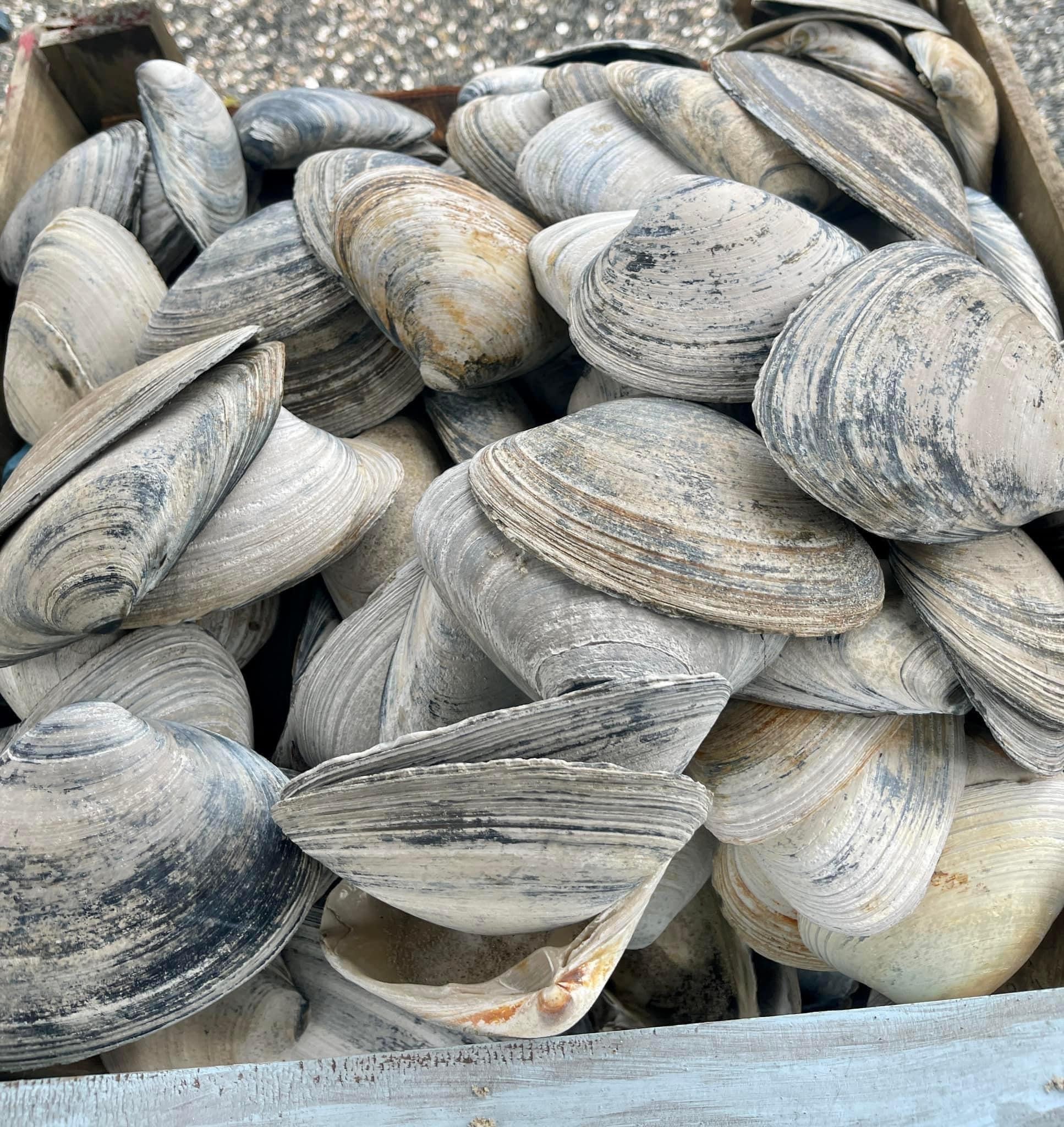 25 Sea Clam Shells - Etsy