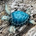 Large Sea Turtle Figurine - Etsy