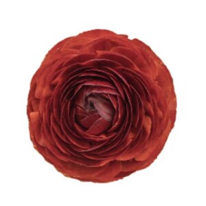 Italian Ranunculus Elegance 'cioccolato': Chocolate-burgundy Red, Size ...
