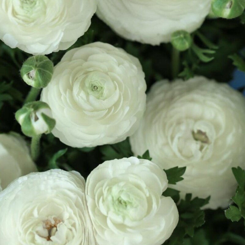 White Ranunculus - Etsy