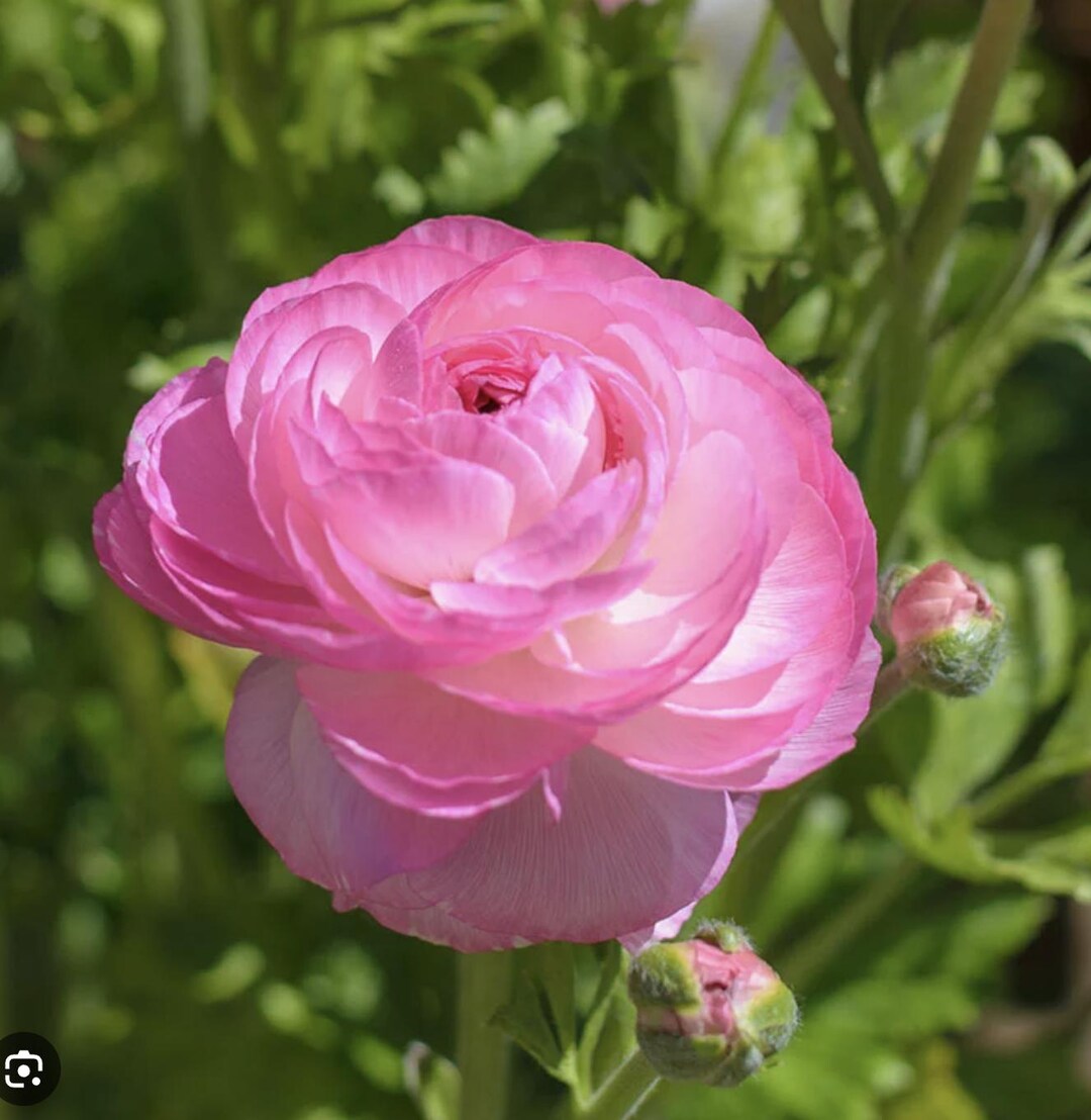 Tecolote Pink Ranunculus Corms: Jumbo Size 7+ - Etsy