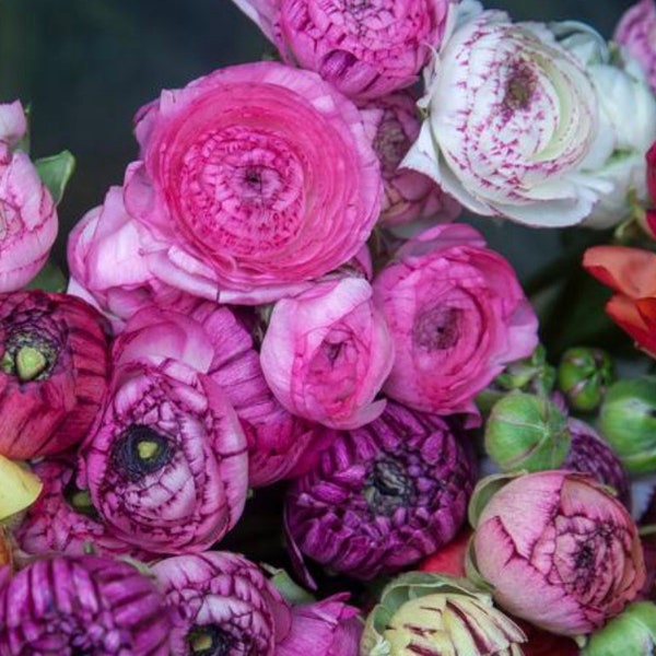 Ranunculus - Etsy