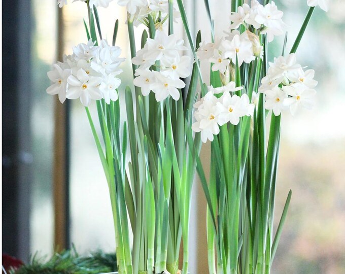 Paperwhite Bulbs “ziva” Christmas Bulbs, Fragrant, FREE SHIPPING - Etsy