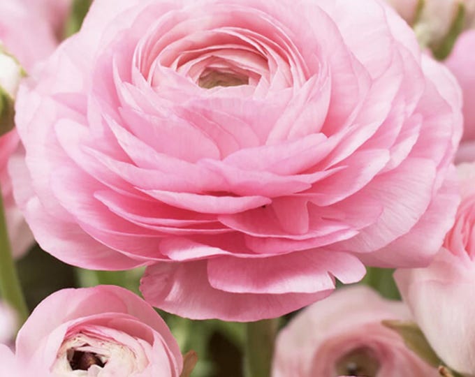 Italian Ranunculus Elegance 'rosa Scuro', Size (5/7) FREE SHIPPING - Etsy