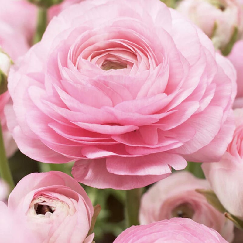Ranunculus - Etsy
