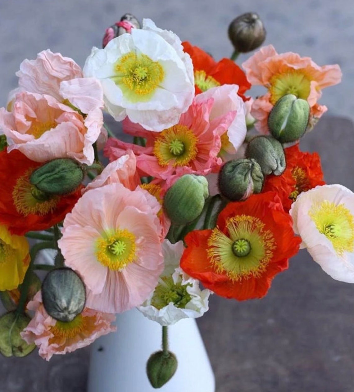 Italian Colibri Poppy mix 50 Seeds Italian - Etsy Canada