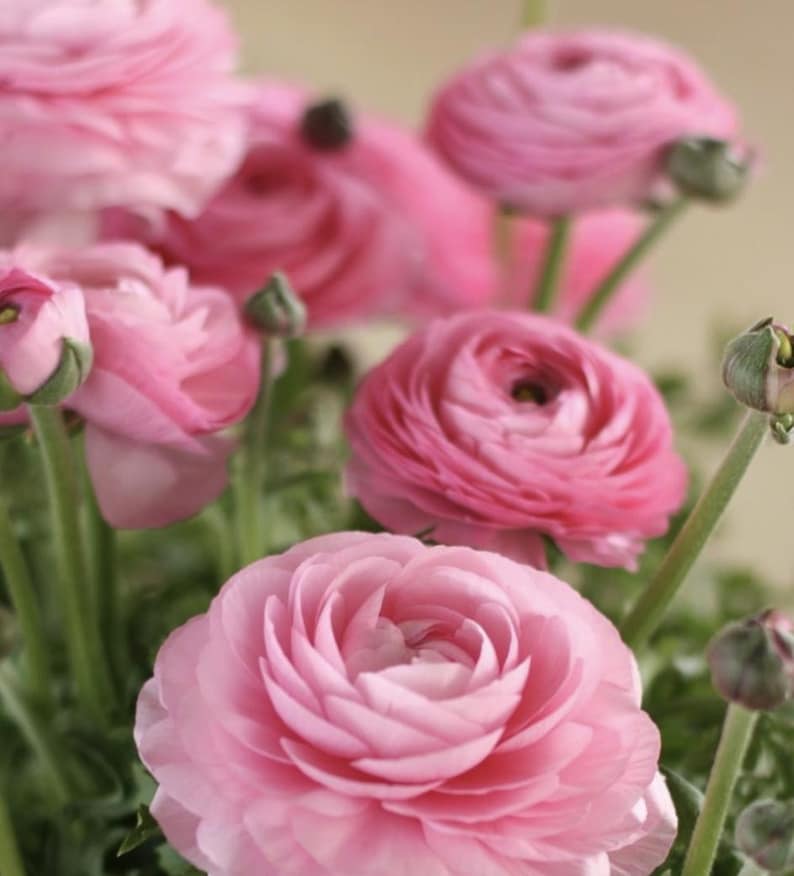 Elegance 'rosa' (size 5/7): Italian Ranunculus Corms, Pink, FREE ...