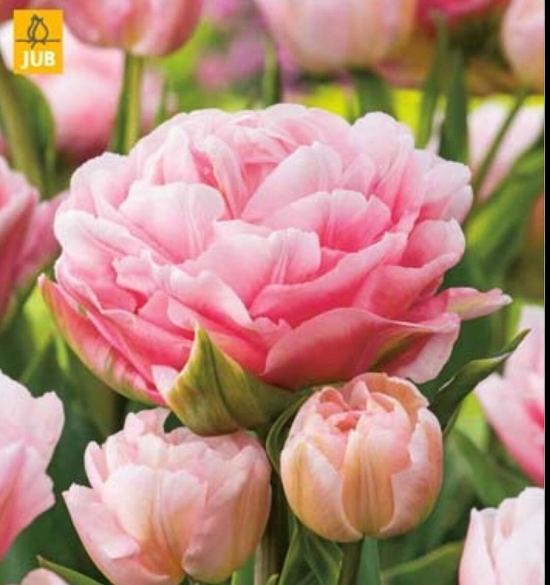 Dreamer” Tulip Bulbs. Most EXCLUSIVE Tulip Peony Style. Shipping Now ...