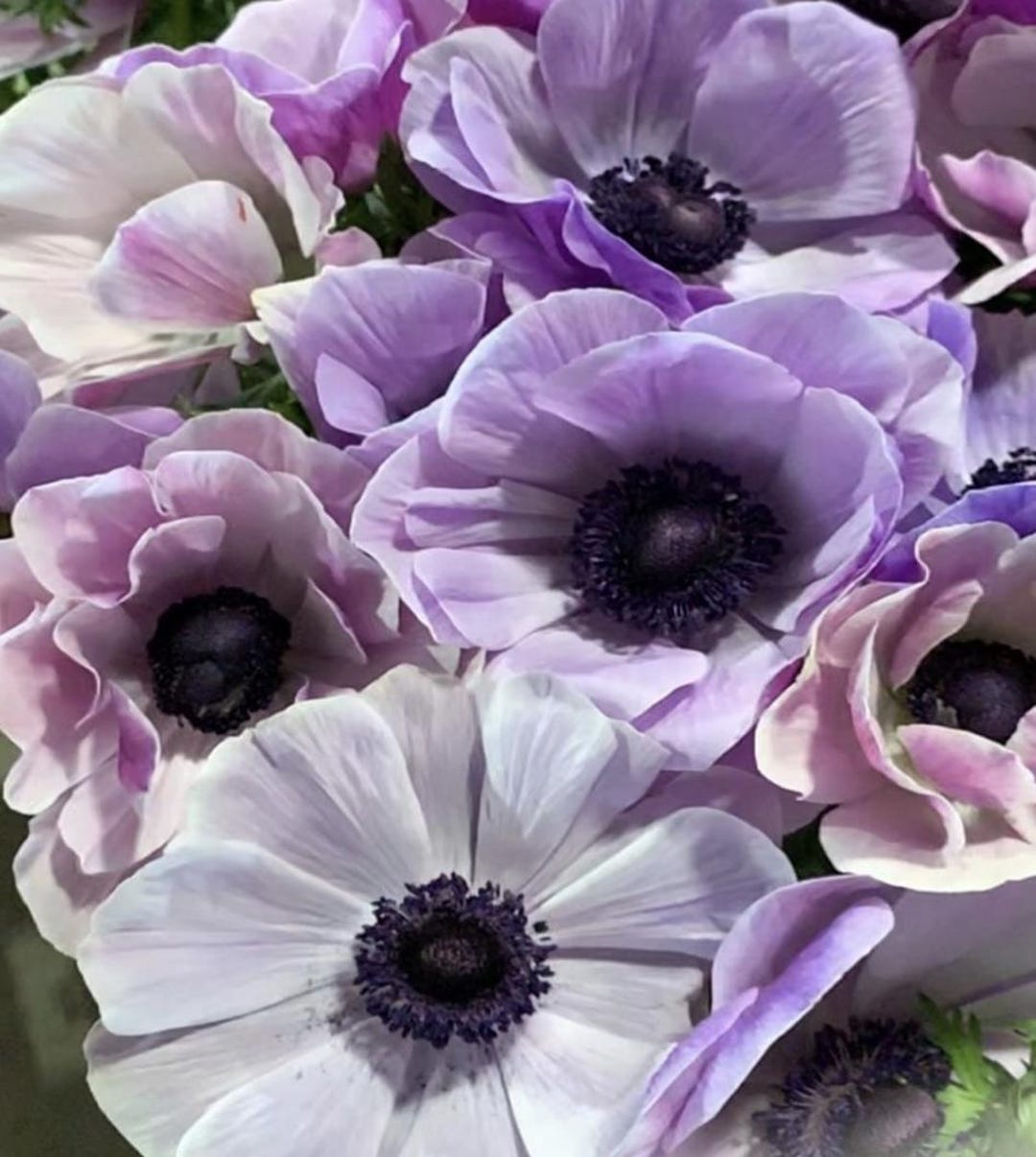 Anemone, Italian Grown Mistral PLUS ‘milka’ (size 4/5) - FREE SHIPPING ...