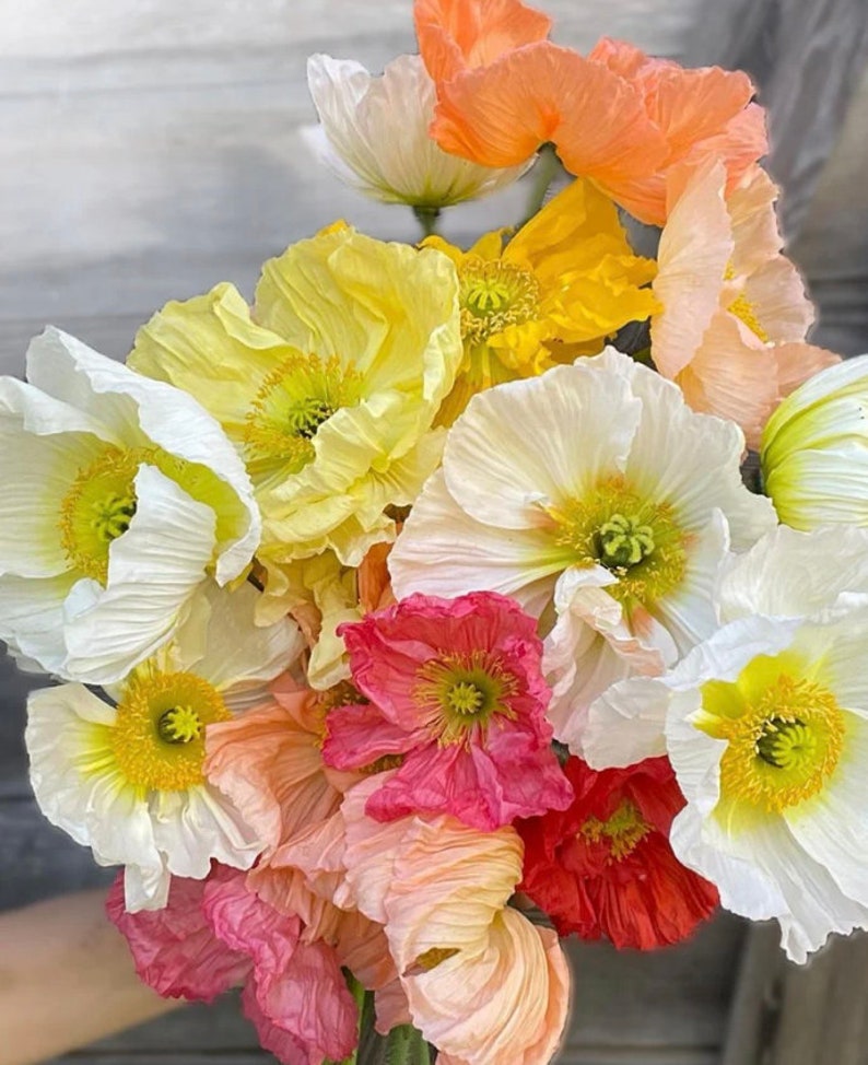 Colibri Iceland Poppy "full Color Mix" - 50 Seeds Italian - Etsy Canada